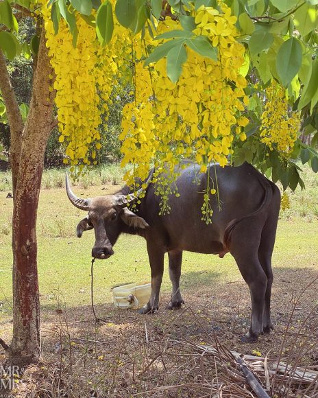 Things to do in Krabi - Koh Klang Island and eco-tourism, ThailandMr ...