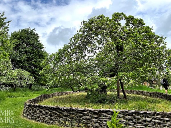 A Great Sense Of Gravity - how to visit Sir Isaac Newton’s apple treeMr ...