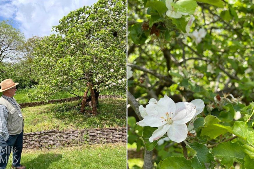 A Great Sense Of Gravity - how to visit Sir Isaac Newton’s apple treeMr ...